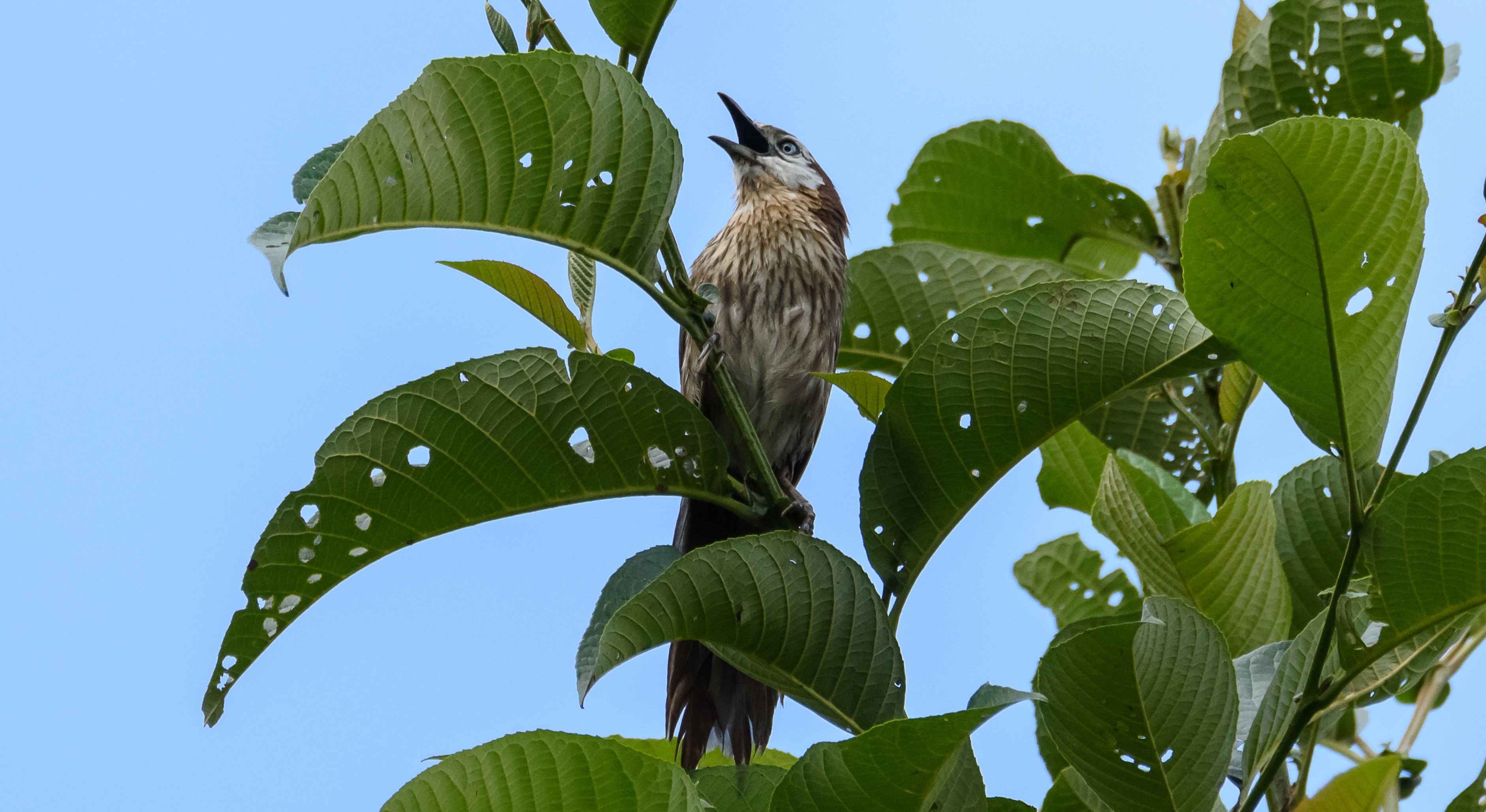 Bird watching in Nepal: Indulge your passion for birds in this abundant ...